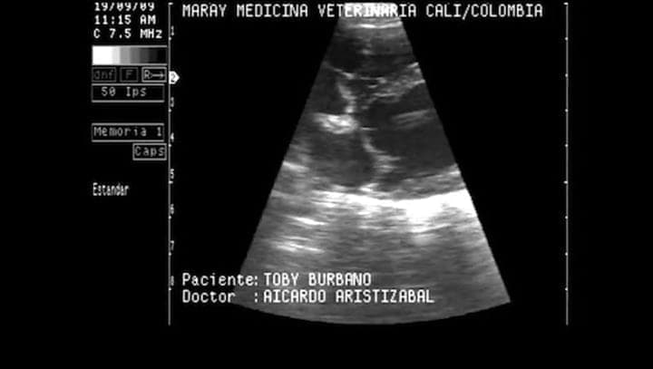 Estenosis Pulmonar en un Canino | Engormix