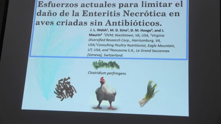 Enteritis Necrótica: Esfuerzos para limitar el daño en aves criadas sin ...