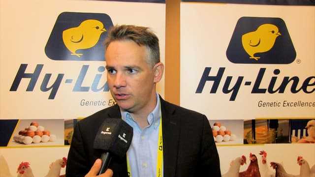 Manejo inicial del pollito BB | Engormix