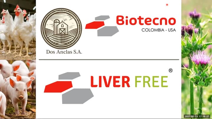 Sindrome ascitico en pollos | Engormix