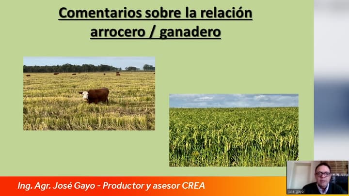 Raigrás Anual: Raigrás Diploide o Tetraploide? | Engormix