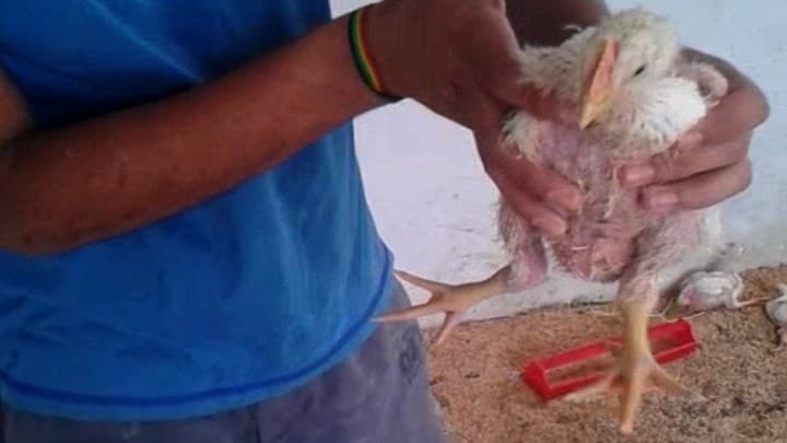 Pododermatitis en pollos, efectos de la incubación | Engormix