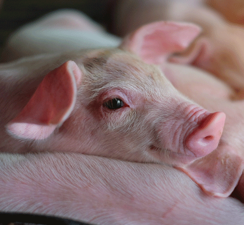 Efecto del ácido guanidinoacético, precursor de la creatina, en cerdas ...