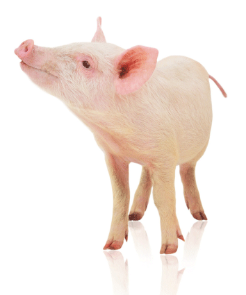 Efecto del ácido guanidinoacético, precursor de la creatina, en cerdas ...