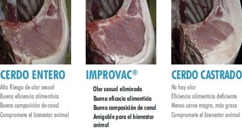 Inmunocastración en cerdos - Pfizer presenta Improvac - Engormix